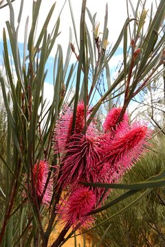 Hakea Bilder – Durchsuchen 283 Archivfotos, Vektorgrafiken und Videos ...