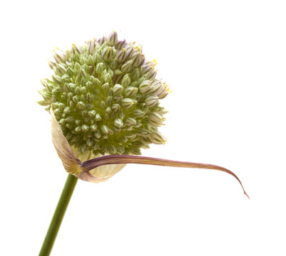 "Persian Leek"-Bilder: Stock-Fotos & -Videos. | Adobe Stock