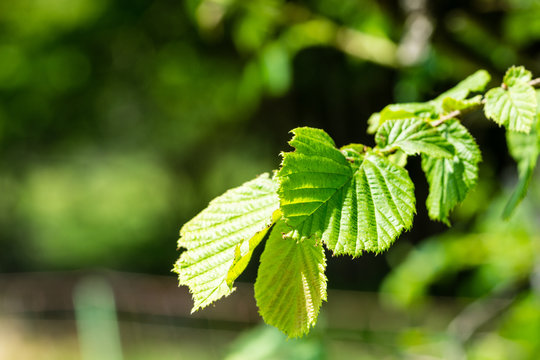 Haselnussblatt-Bilder: Stock-Fotos & -Videos. | Adobe Stock