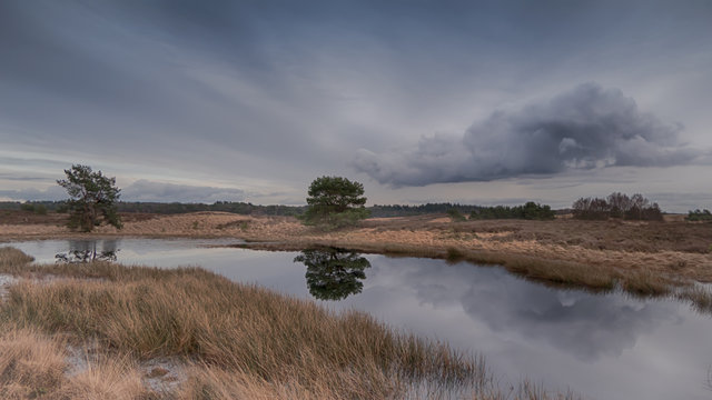 รูปภาพ"Heide – เลือกดูภาพถ่ายสต็อก เวกเตอร์ และวิดีโอ43,433 | Adobe Stock