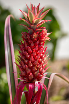 "Ananas Bracteatus" Images – Browse 398 Stock Photos, Vectors, and ...