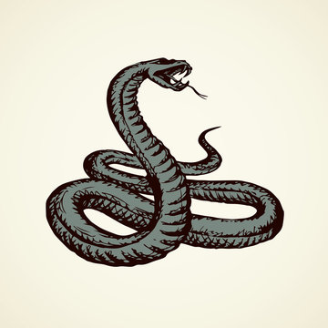 Coiled Snake Drawing
