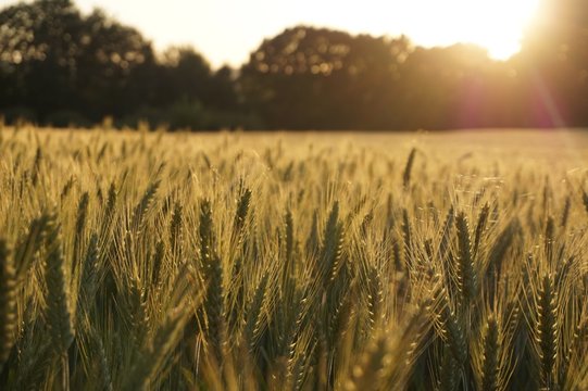 Weizenpflanze Images – Browse 25 Stock Photos, Vectors, and Video ...