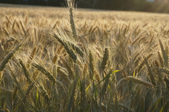 Weizenpflanze bilder – Bläddra bland 25 stockfoton, vektorer och videor ...
