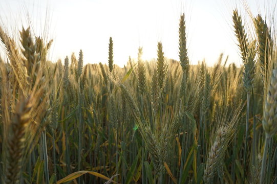 Weizenpflanze Images – Parcourir 25 le catalogue de photos, vecteurs et ...