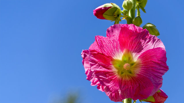 รูปภาพBauernrose – เลือกดูภาพถ่ายสต็อก เวกเตอร์ และวิดีโอ450 | Adobe Stock