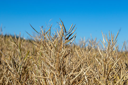 รูปภาพRapssaat – เลือกดูภาพถ่ายสต็อก เวกเตอร์ และวิดีโอ93 | Adobe Stock