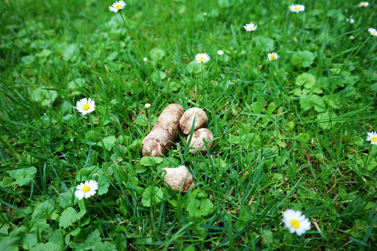 Is Dog Poop Good Fertilizer For Flowers