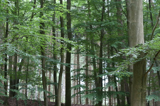 Erlen Images – Browse 424 Stock Photos, Vectors, and Video | Adobe Stock