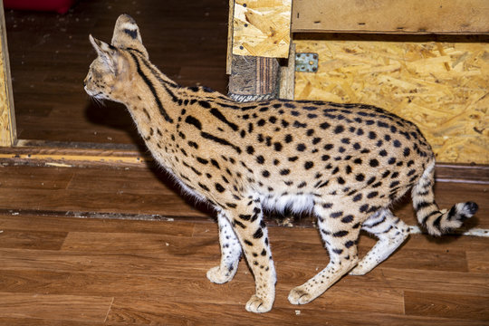 รูปภาพTierboskat – เลือกดูภาพถ่ายสต็อก เวกเตอร์ และวิดีโอ167 | Adobe Stock