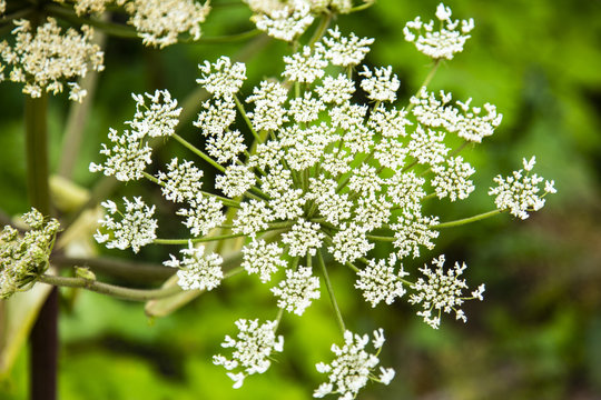 รูปภาพHeracleum – เลือกดูภาพถ่ายสต็อก เวกเตอร์ และวิดีโอ3,366 | Adobe Stock