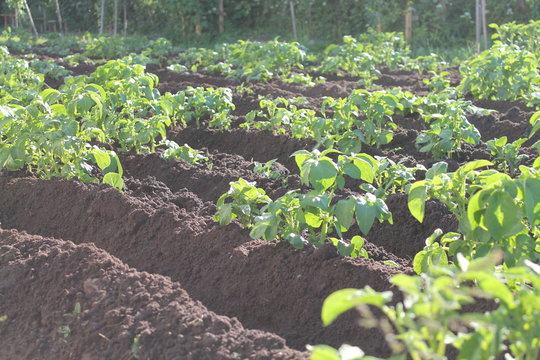 Pripoda Images – Browse 15 Stock Photos, Vectors, and Video | Adobe Stock