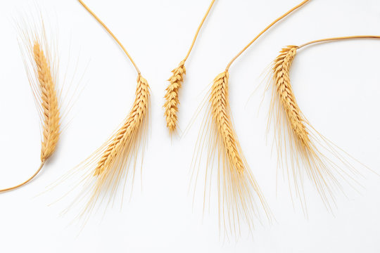 Hartweizen Bilder – Durchsuchen 51,655 Archivfotos, Vektorgrafiken und ...