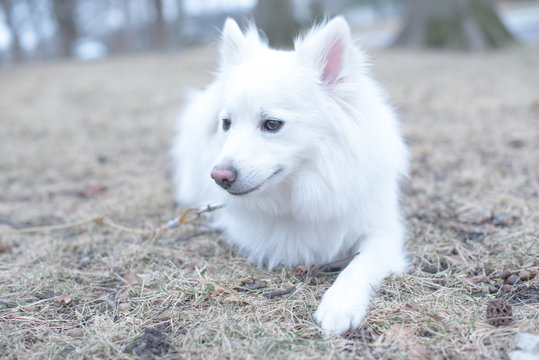 Eskie Images – Browse 55 Stock Photos, Vectors, and Video | Adobe Stock