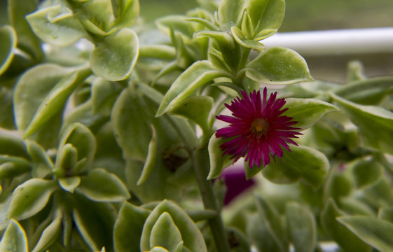 รูปภาพFlowre – เลือกดูภาพถ่ายสต็อก เวกเตอร์ และวิดีโอ133 | Adobe Stock