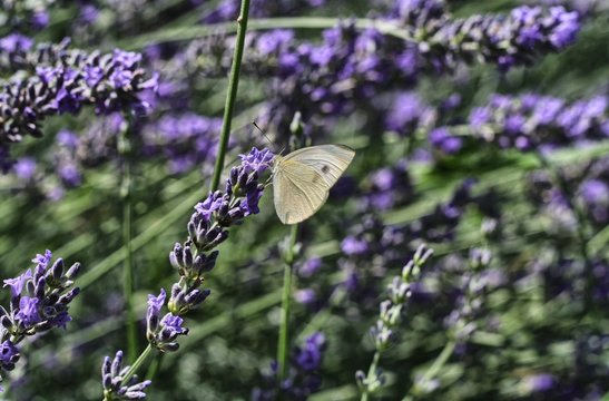 Poppare Images – Browse 34 Stock Photos, Vectors, and Video | Adobe Stock