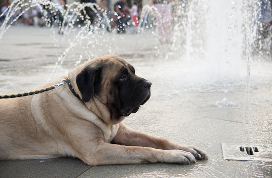 Molosso Bilder – Durchsuchen 354 Archivfotos, Vektorgrafiken und Videos ...