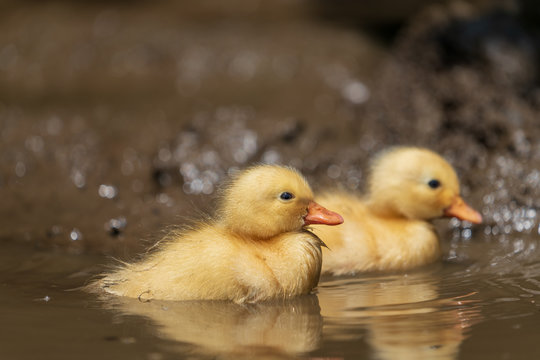 รูปภาพEntchen – เลือกดูภาพถ่ายสต็อก เวกเตอร์ และวิดีโอ9,090 | Adobe Stock