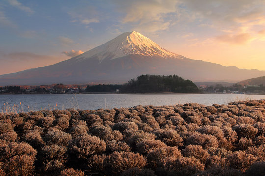 Imágenes de "Oishi Park": descubre bancos de fotos, ilustraciones ...