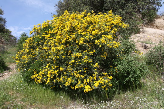 Gariga Images – Browse 44 Stock Photos, Vectors, and Video | Adobe Stock