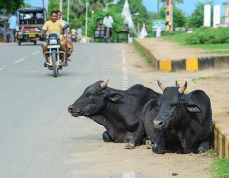 55 BEST Gaushala IMAGES, STOCK PHOTOS & VECTORS | Adobe Stock