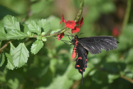 Red-Bodied-Swallowtail Images – Browse 9 Stock Photos, Vectors, and ...