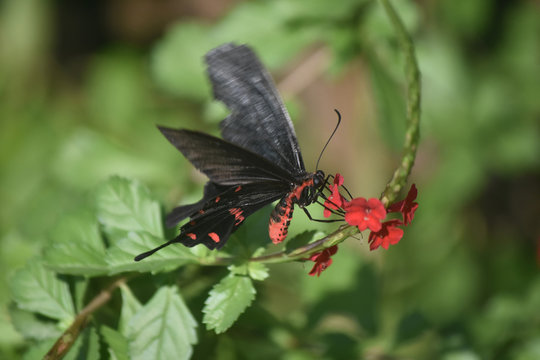 Red-Bodied-Swallowtail Images – Browse 9 Stock Photos, Vectors, and ...