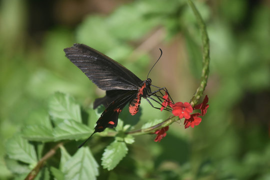Red-Bodied-Swallowtail Images – Browse 9 Stock Photos, Vectors, and ...