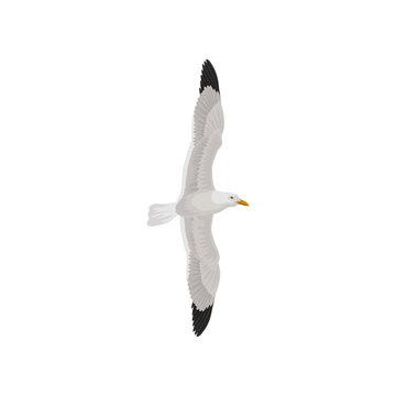 Seagull Flying Top View Images – Browse 34,359 Stock Photos, Vectors ...