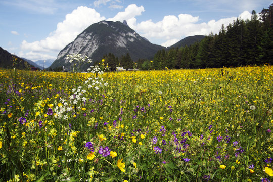 Bunte Wiese"」の写真素材 | 200件の無料イラスト画像 | Adobe Stock