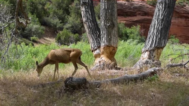 รูปภาพGnaw – เลือกดูภาพถ่ายสต็อก เวกเตอร์ และวิดีโอ23,202 | Adobe Stock