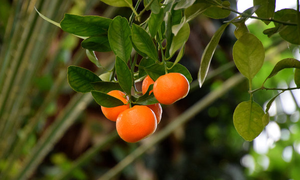 Kalamunding bilder – Bläddra bland 15 stockfoton, vektorer och videor ...