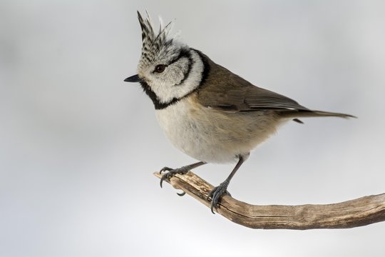 รูปภาพParidae – เลือกดูภาพถ่ายสต็อก เวกเตอร์ และวิดีโอ8,559 | Adobe Stock