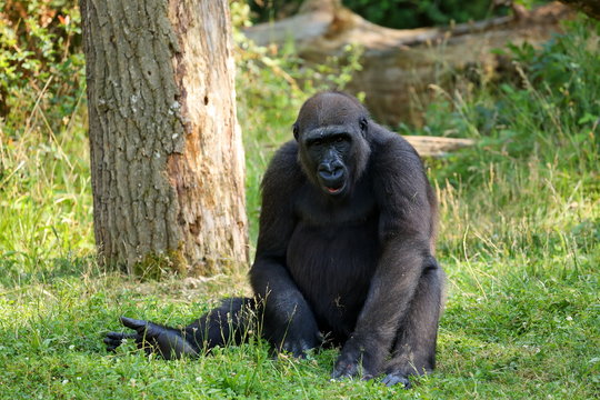 Menschenaffe bilder – Bläddra bland 2,170 stockfoton, vektorer och ...