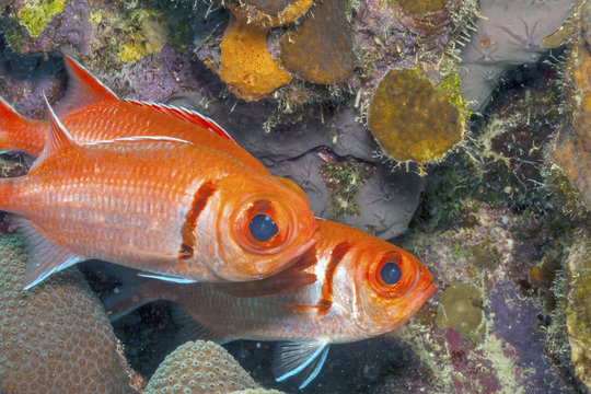 รูปภาพSoldierfish – เลือกดูภาพถ่ายสต็อก เวกเตอร์ และวิดีโอ797 | Adobe Stock