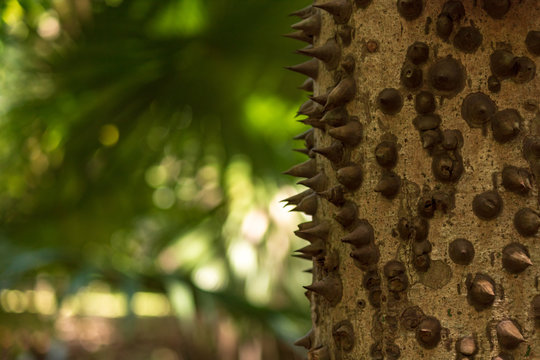 รูปภาพTreetrunks – เลือกดูภาพถ่ายสต็อก เวกเตอร์ และวิดีโอ505 | Adobe Stock