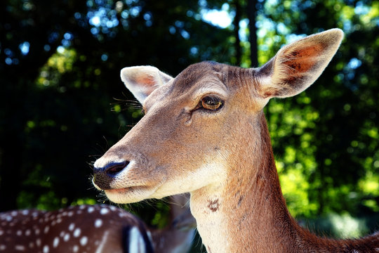 Imagens de Rehauge – Explore Fotografias do Stock, Vetores e Vídeos de ...