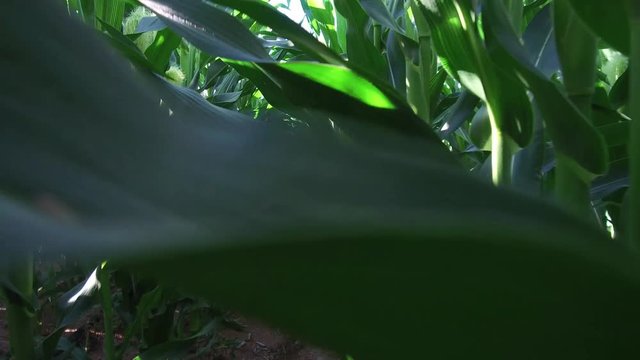 Plantasyon Bilder – Durchsuchen 68 Archivfotos, Vektorgrafiken und ...