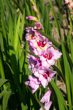 Gladiolen Images – Parcourir 672 le catalogue de photos, vecteurs et ...