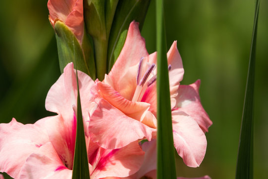 Gladiolen bilder – Bläddra bland 685 stockfoton, vektorer och videor ...