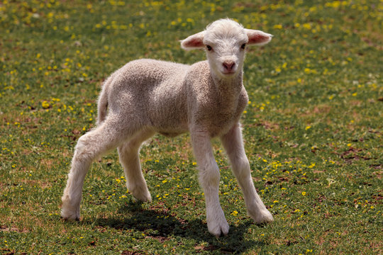 Baby Sheep