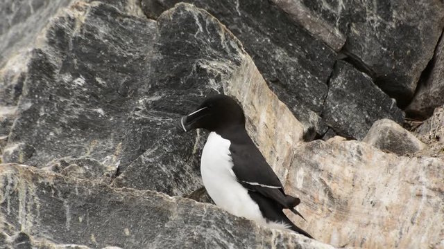 Razorbill Images – Browse 2,778 Stock Photos, Vectors, and Video ...