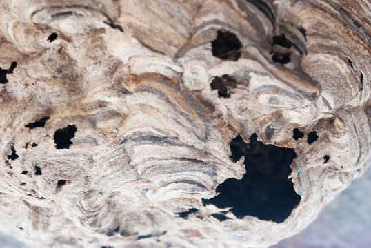 "Complete Metamorphosis" Images – Browse 248 Stock Photos, Vectors, and ...