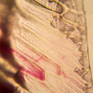 รูปภาพProphase – เลือกดูภาพถ่ายสต็อก เวกเตอร์ และวิดีโอ4,760 | Adobe Stock