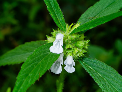Thumba Images – Parcourir 54 le catalogue de photos, vecteurs et vidéos ...