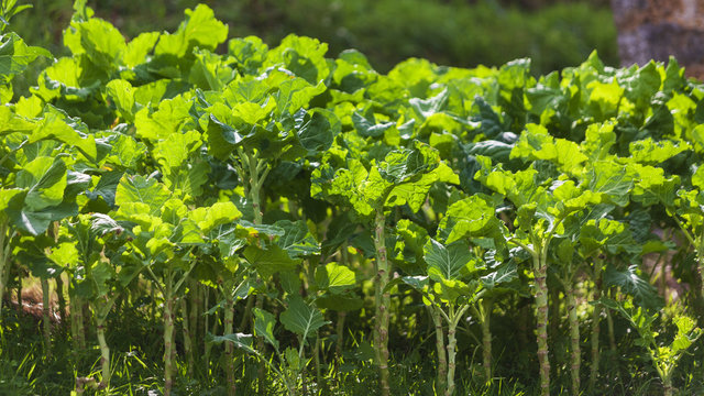 Berzas Bilder – Durchsuchen 80 Archivfotos, Vektorgrafiken und Videos ...