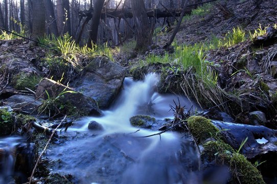 Forset Images – Browse 840 Stock Photos, Vectors, and Video | Adobe Stock