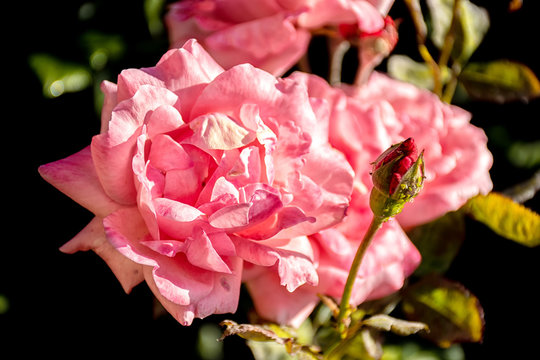 Capuyo Bilder – Durchsuchen 65 Archivfotos, Vektorgrafiken und Videos ...