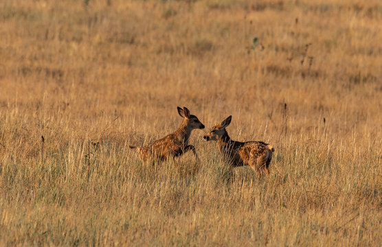 รูปภาพUnguate – เลือกดูภาพถ่ายสต็อก เวกเตอร์ และวิดีโอ133 | Adobe Stock