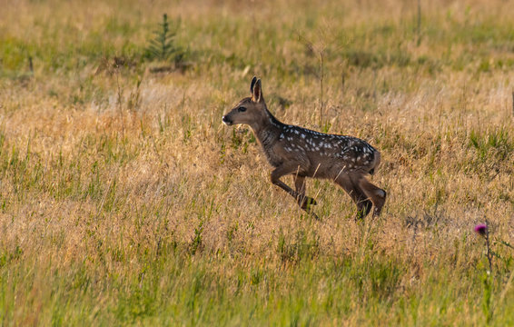 Unguate Images – Browse 133 Stock Photos, Vectors, and Video | Adobe Stock